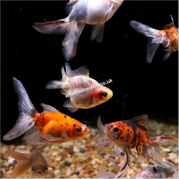 Calico Fantail | The WaterZoo | Tropical fish | marine fish & aquariums