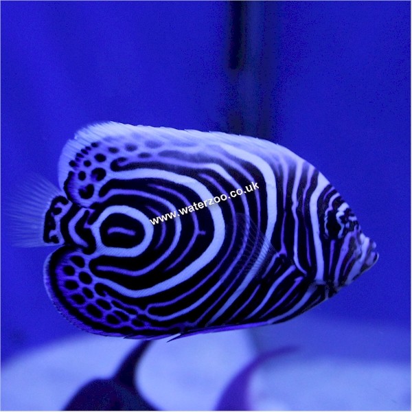 Emperor Angel | The WaterZoo | Tropical fish | marine fish & aquariums