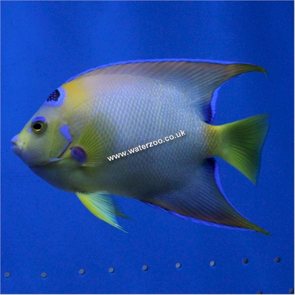 Queen Angel | The WaterZoo | Tropical fish | marine fish & aquariums