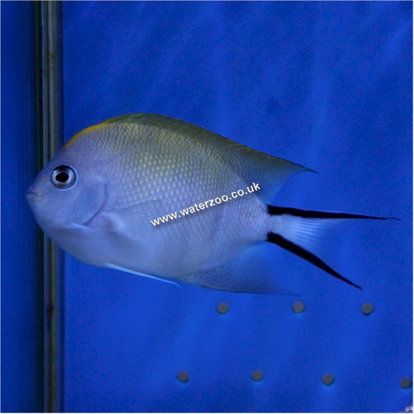 Swallowtail Angel | The WaterZoo | Tropical fish | marine fish & aquariums