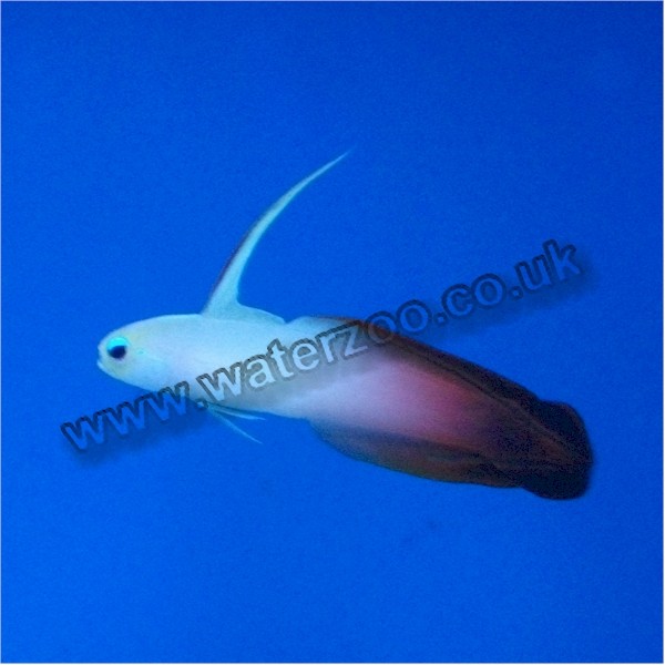 Firefish | The WaterZoo | Tropical fish | marine fish & aquariums