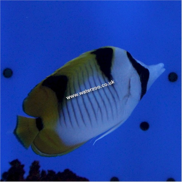 Falcula Butterfly | The WaterZoo | Tropical fish | marine fish & aquariums