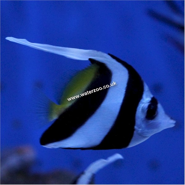 Wimple Butterfly | The WaterZoo | Tropical fish | marine fish & aquariums