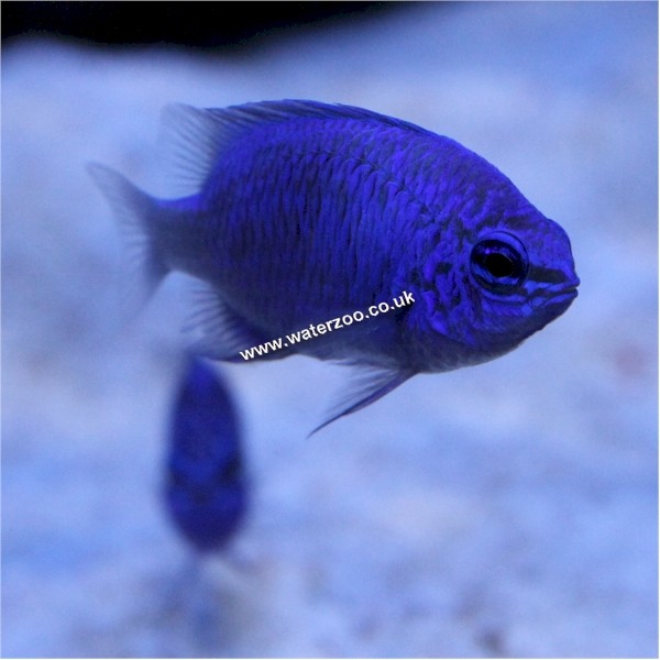 Royal Blue Damsel | The WaterZoo | Tropical fish | marine fish & aquariums
