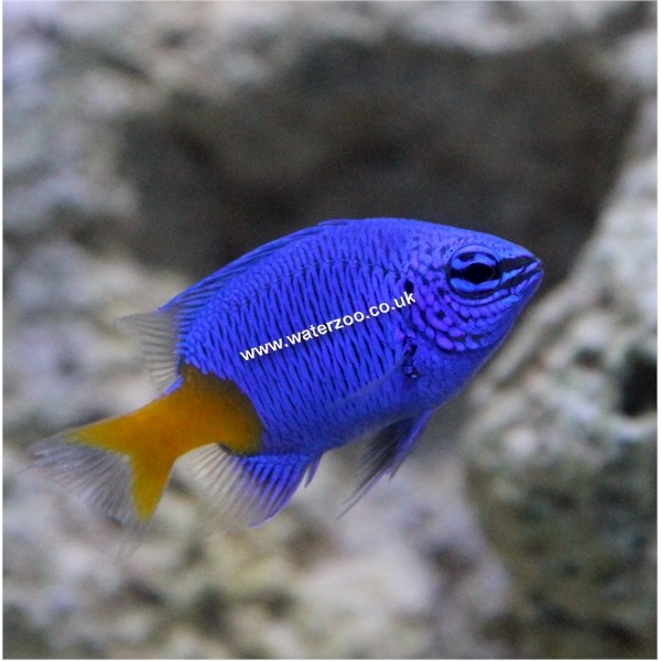 Yellow Tail Damsel | The WaterZoo | Tropical fish | marine fish & aquariums