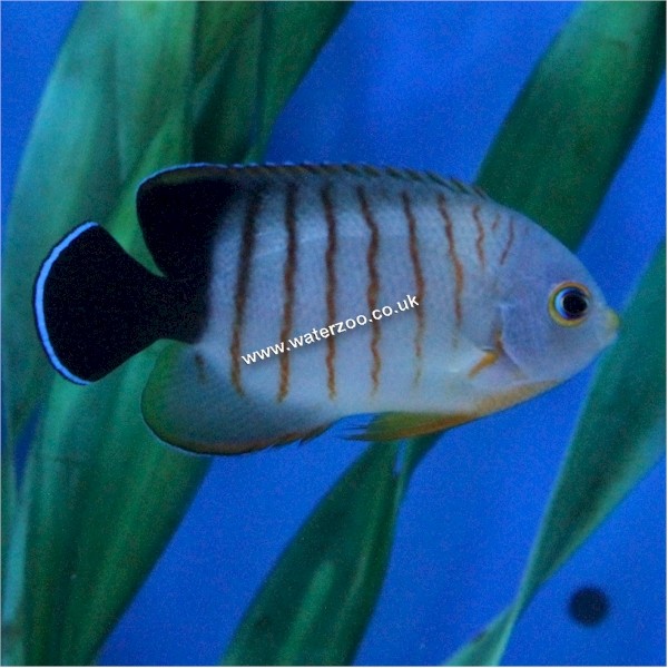 Red Stripe Angel | The WaterZoo | Tropical fish | marine fish & aquariums