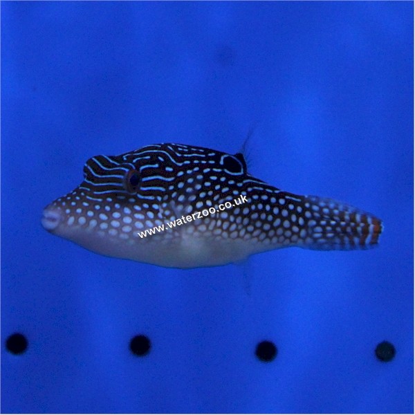 Jewel Puffer | The WaterZoo | Tropical fish | marine fish & aquariums