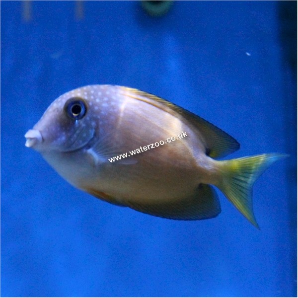 Blue Eye Tang | The WaterZoo | Tropical fish | marine fish & aquariums