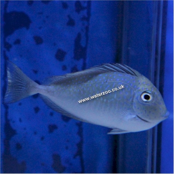 Blue Spot Naso Tang | The WaterZoo | Tropical fish | marine fish ...