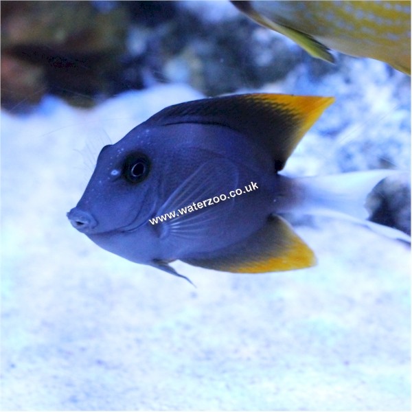 Gold Rush Tang | The WaterZoo | Tropical fish | marine fish & aquariums
