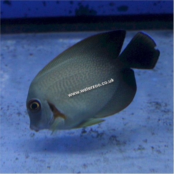 Mimic Tang (Half Black) | The WaterZoo | Tropical fish | marine fish ...
