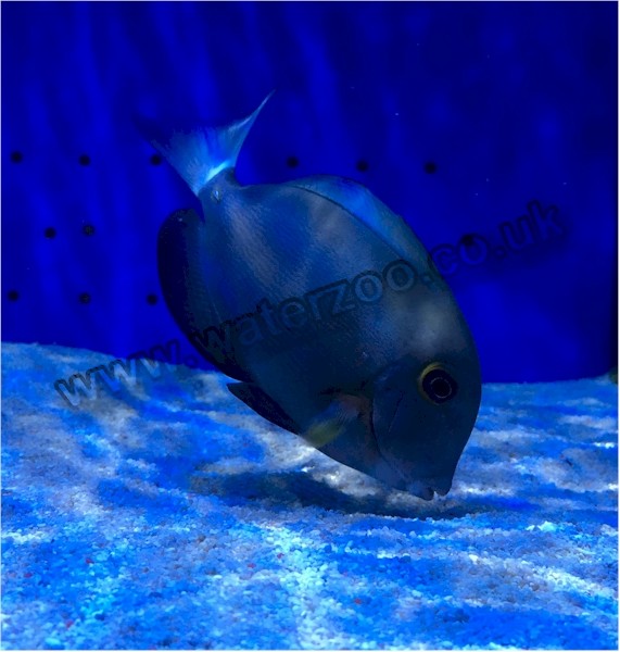 White Tail Tang | The WaterZoo | Tropical fish | marine fish & aquariums