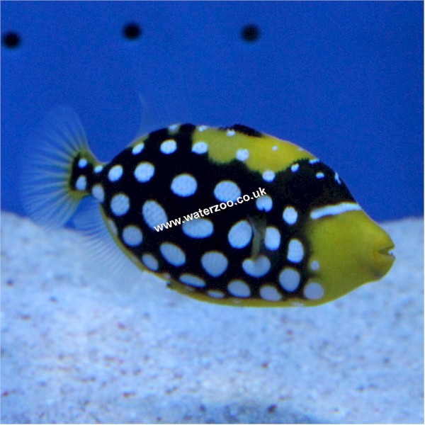 Clown Trigger | The WaterZoo | Tropical fish | marine fish & aquariums