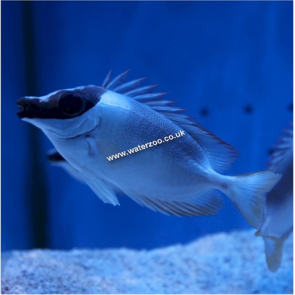 Red Foxface Venomous | The WaterZoo | Tropical fish | marine fish ...