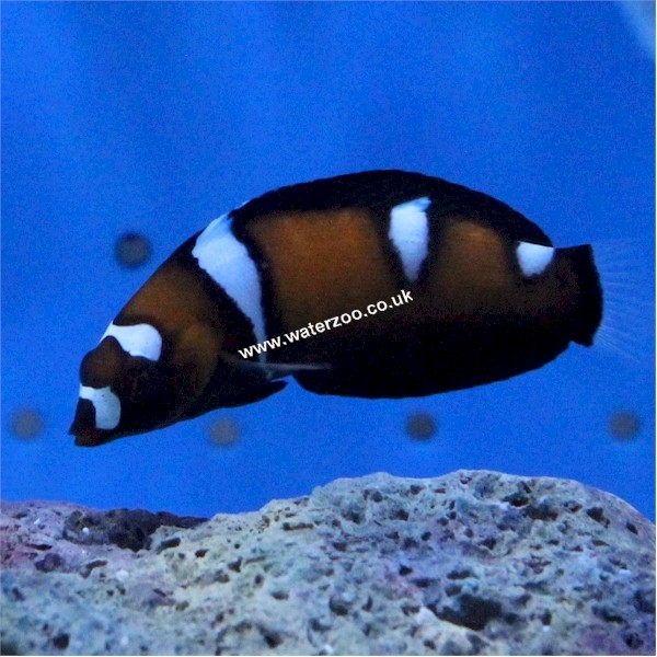 Clown Wrasse | The WaterZoo | Tropical fish | marine fish & aquariums