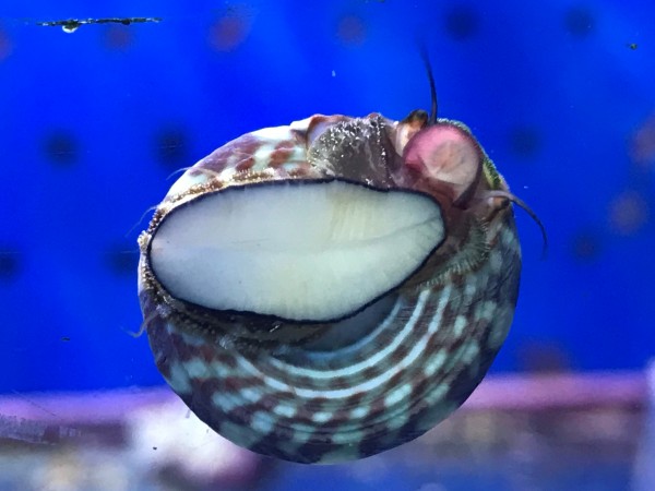 Banded Turbo Snails | The WaterZoo | Tropical fish | marine fish ...