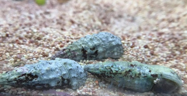 Cerith Snail | The WaterZoo | Tropical fish | marine fish & aquariums