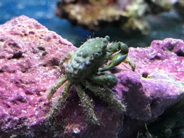 Emerald Crab | The WaterZoo | Tropical fish | marine fish & aquariums