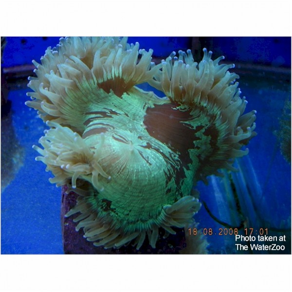 Comb Coral Aka Elegance Coral | The WaterZoo | Tropical fish | marine ...