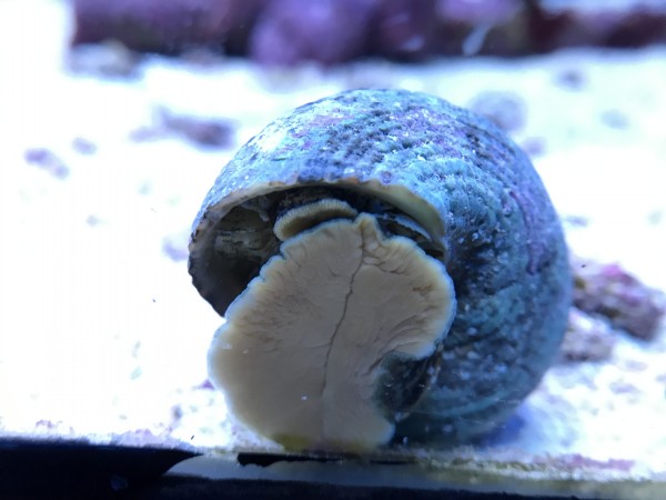 Mexican Turbo Snails | The WaterZoo | Tropical fish | marine fish ...