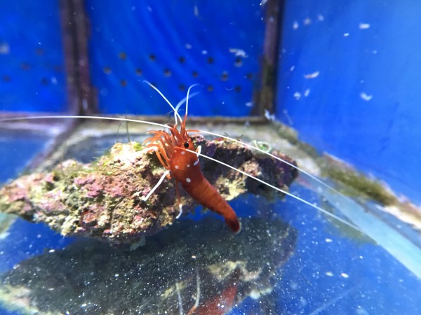 Blood Shrimp | The WaterZoo | Tropical fish | marine fish & aquariums