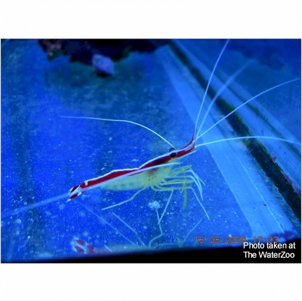 Cleaner Shrimp | The WaterZoo | Tropical fish | marine fish & aquariums