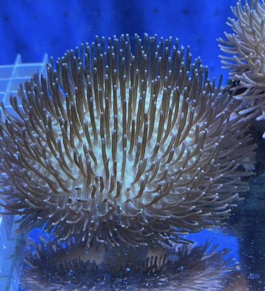 Toadstool Coral | The WaterZoo | Tropical fish | marine fish & aquariums