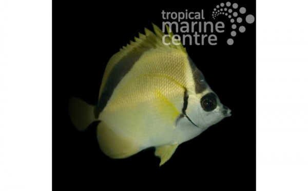 Barber Fish | The WaterZoo | Tropical fish | marine fish & aquariums