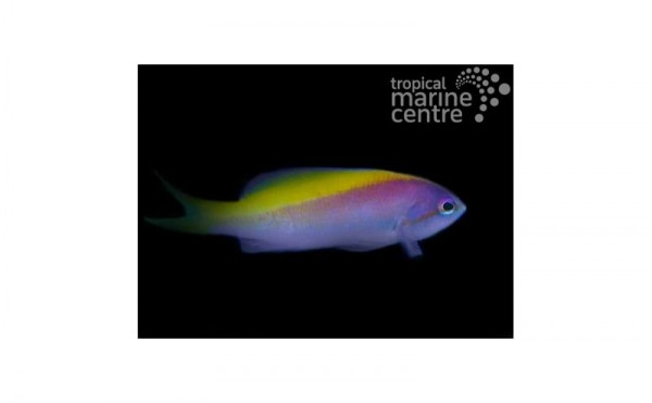 Yellow Back Anthias | The WaterZoo | Tropical fish | marine fish ...
