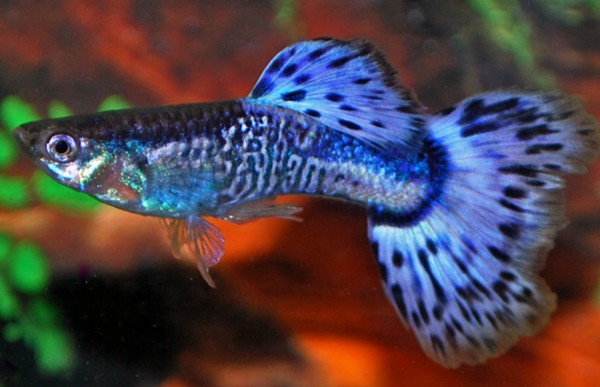 HIGH GRADE ASSORTED MALE GUPPY | The WaterZoo | Tropical fish | marine ...