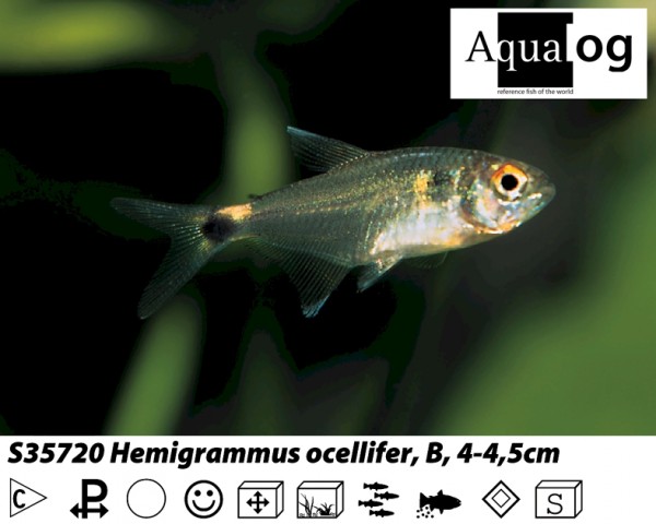 Beacon Tetra Buy 6 For 16.00 | The WaterZoo | Tropical fish | marine ...