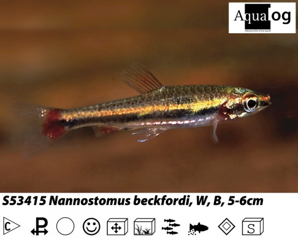 Golden Pencilfish | The WaterZoo | Tropical fish | marine fish & aquariums