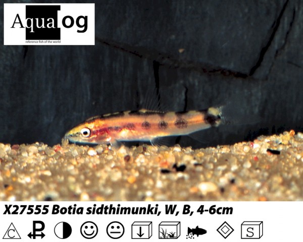 Pygmy Chain Loach | The WaterZoo | Tropical fish | marine fish & aquariums