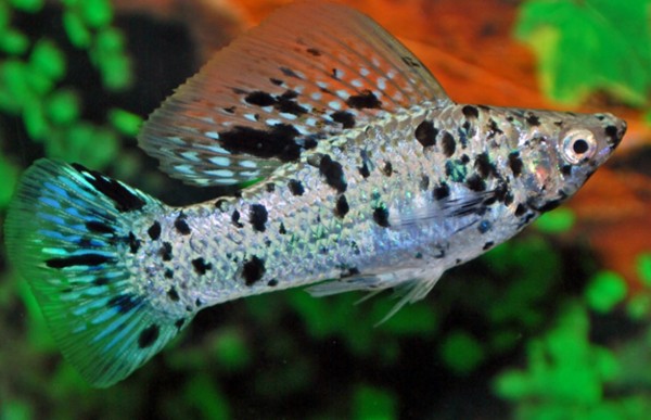Marbled Molly | The WaterZoo | Tropical fish | marine fish & aquariums