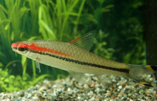 Red Torpedo Barb Denisons Barb | The WaterZoo | Tropical fish | marine ...