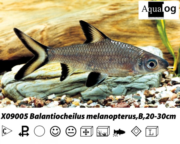 Silver Shark | The WaterZoo | Tropical fish | marine fish & aquariums