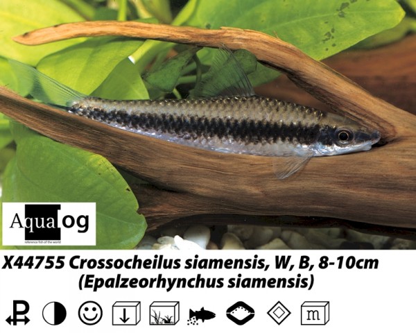 Siamese Flying Fox | The WaterZoo | Tropical fish | marine fish & aquariums