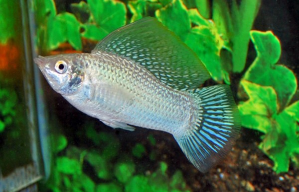 Silver Molly | The WaterZoo | Tropical fish | marine fish & aquariums