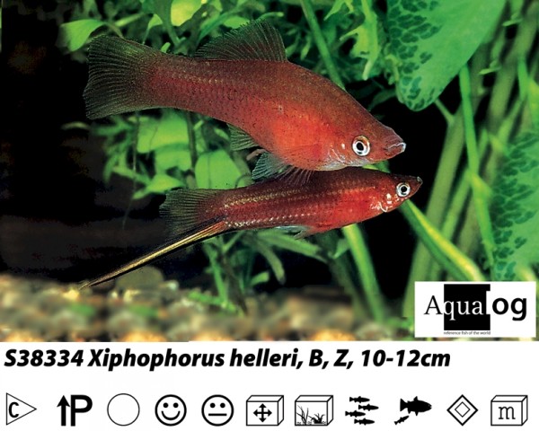 ASSORTED SWORDTAILS | The WaterZoo | Tropical fish | marine fish ...