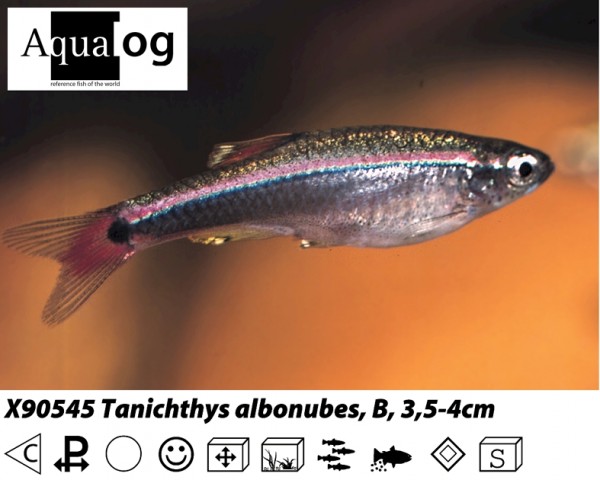 White Cloud Mountain Minnow | The WaterZoo | Tropical fish | marine ...