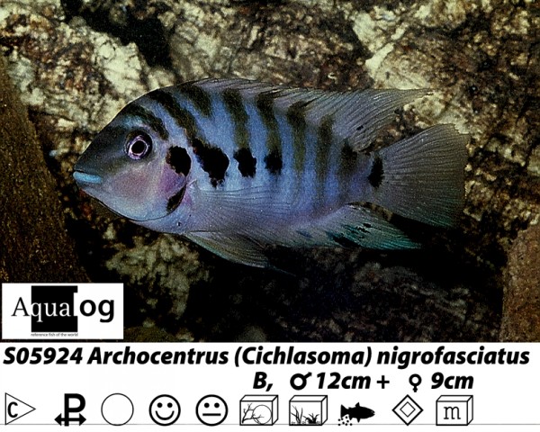 Marble Convict Cichlid | The WaterZoo | Tropical fish | marine fish ...