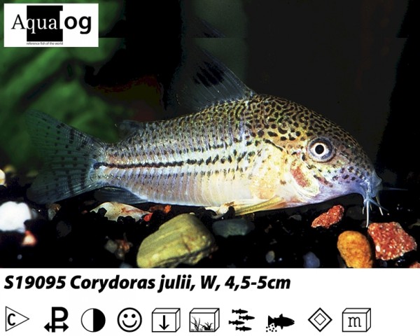 Corydoras Julii | The WaterZoo | Tropical fish | marine fish & aquariums