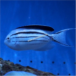 Lamarck Angel | The WaterZoo | Tropical fish | marine fish & aquariums