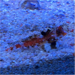 Red Scooter | The WaterZoo | Tropical fish | marine fish & aquariums