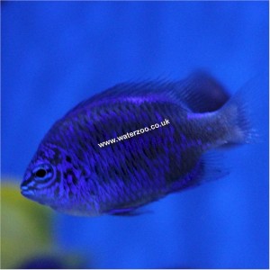 Royal Blue Damsel | The WaterZoo | Tropical fish | marine fish & aquariums