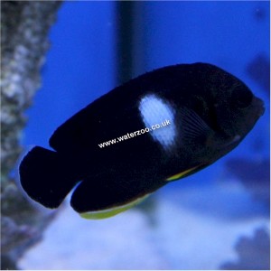 Keyhole Angel | The WaterZoo | Tropical fish | marine fish & aquariums