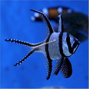 Emperor Cardinal Captive Bred | The WaterZoo | Tropical fish | marine ...