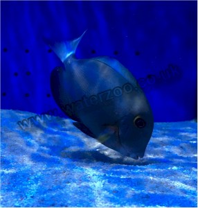 White Tail Tang | The WaterZoo | Tropical fish | marine fish & aquariums