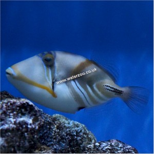 Picasso Trigger | The WaterZoo | Tropical fish | marine fish & aquariums