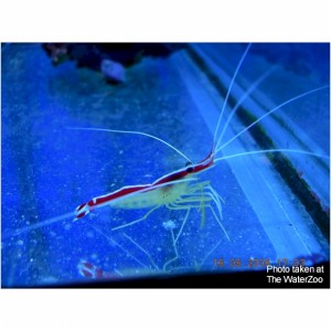 Cleaner Shrimp | The WaterZoo | Tropical fish | marine fish & aquariums